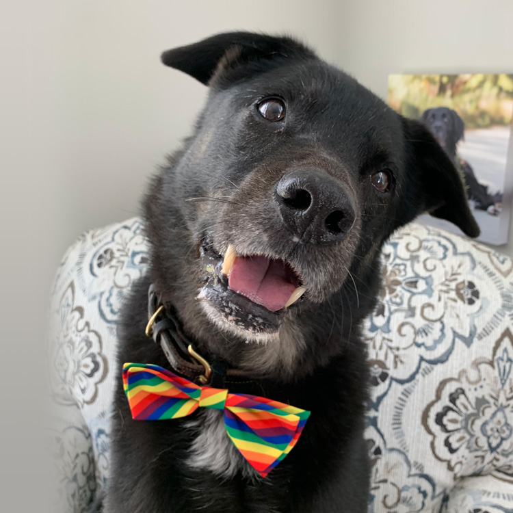 Pride Month 2023 – MOVES | Mobile Veterinary Specialists